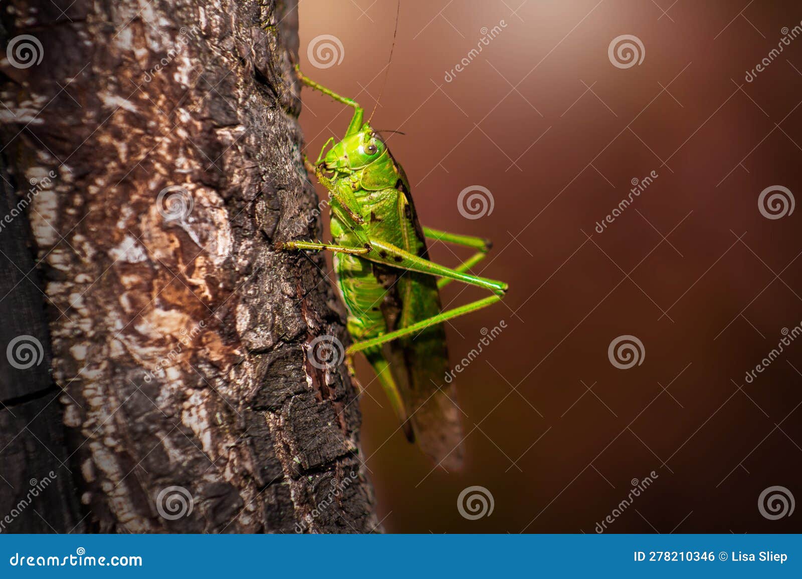 The Great Green Bush-cricket on a Tree Stock Photo - Image of green ...