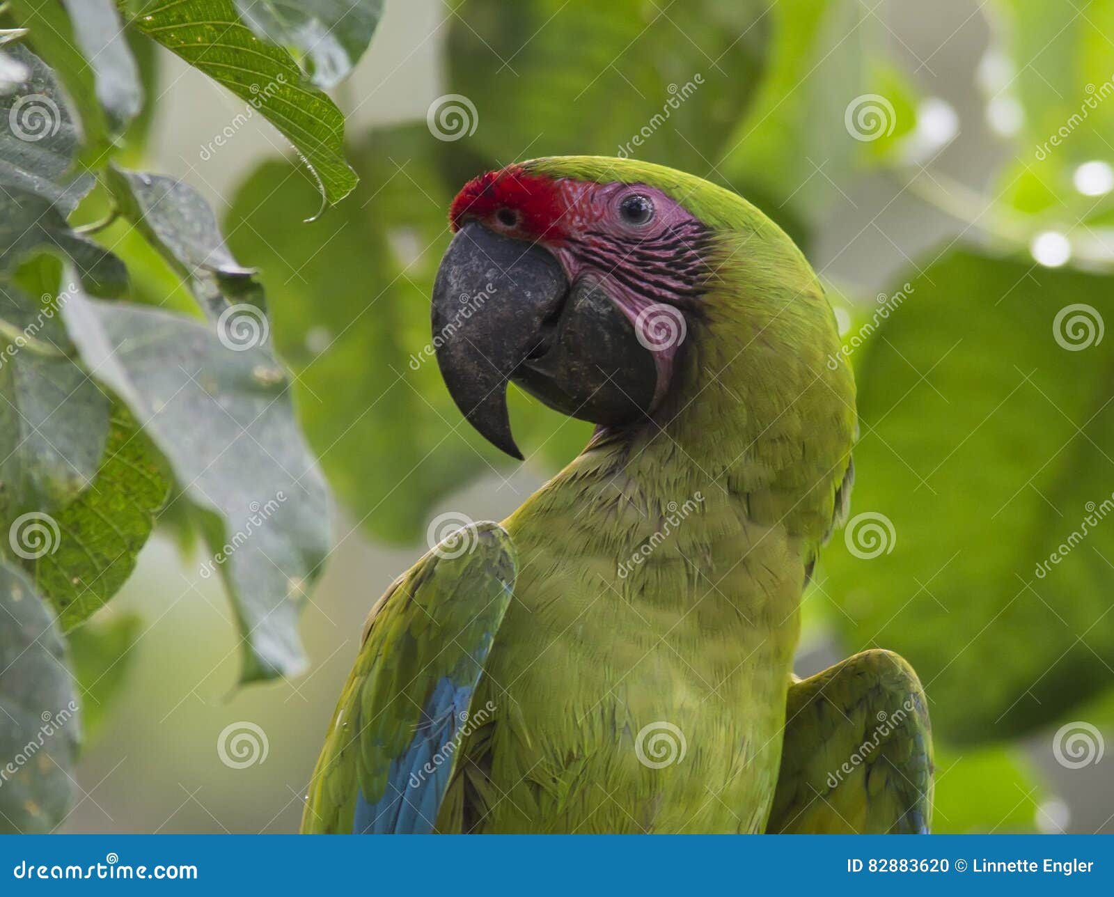 Great Green Macaw Ara Ambiguus Stock Photo - Image of ambiguus, rica ...