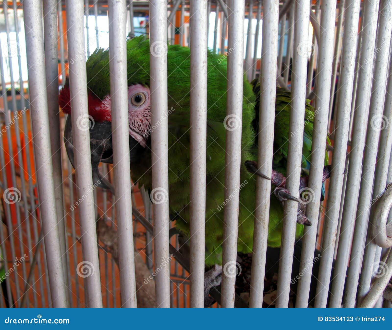 Great Green Macaw in a Cage Stock Image - Image of beak, pluck: 83534123