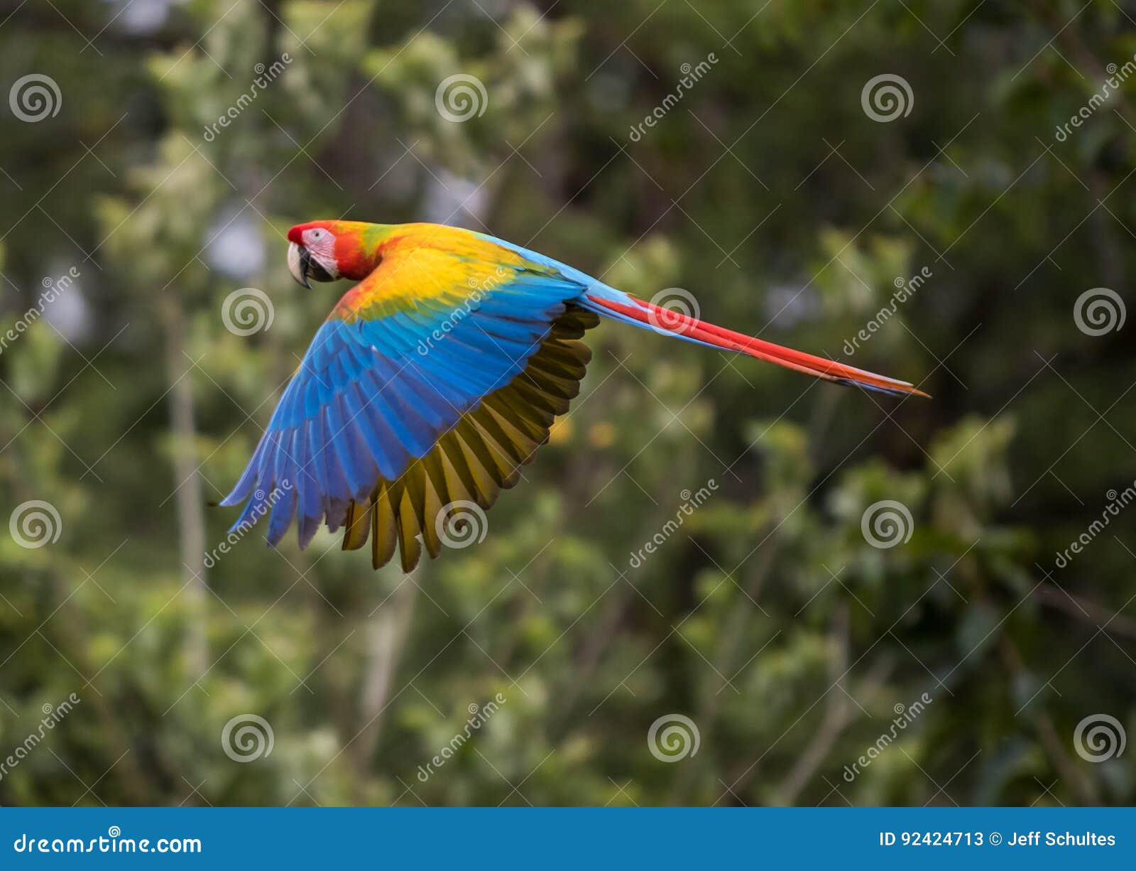 Great Green Macaw stock image. Image of wild, macaw, fowl - 92424713