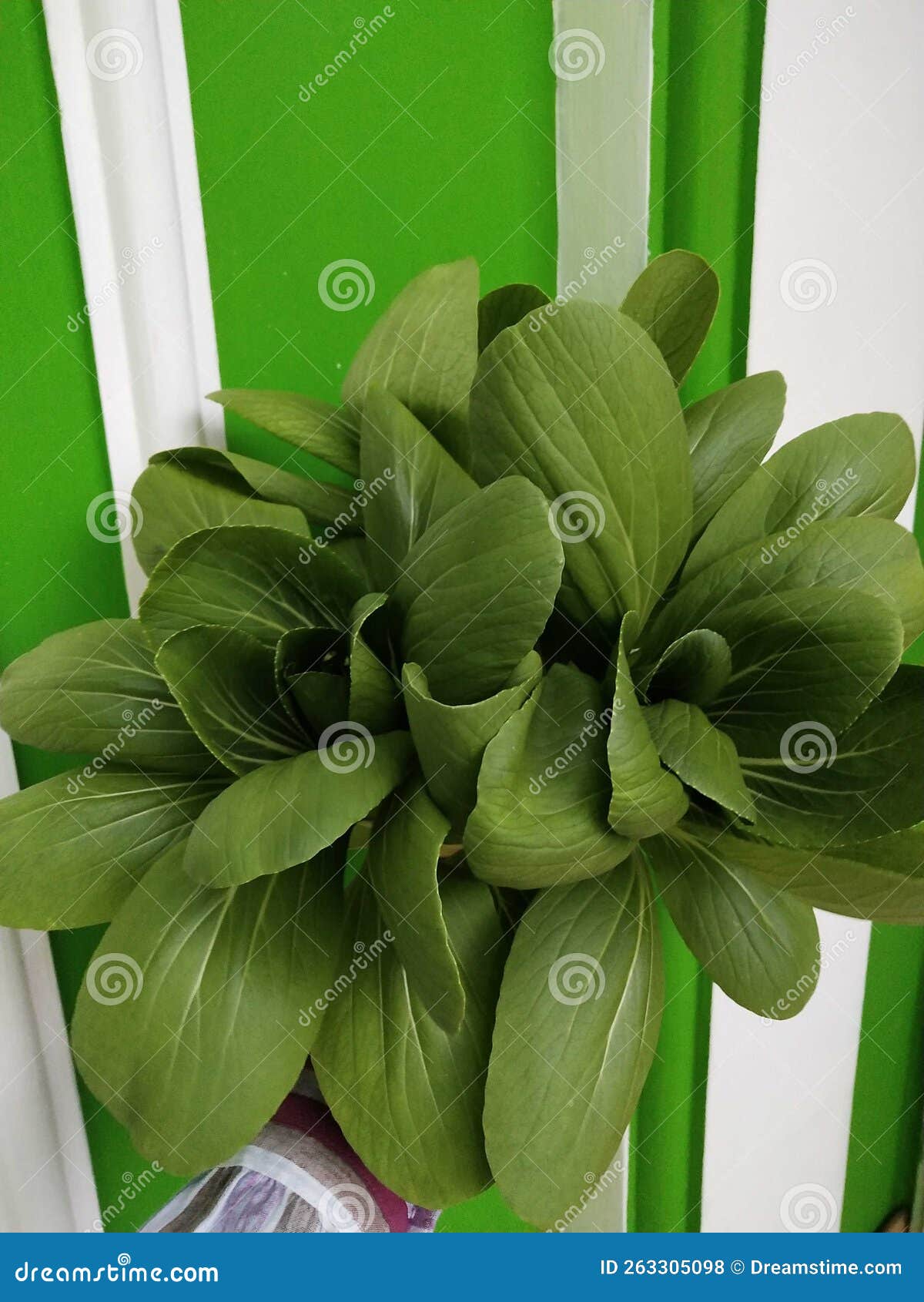 Great green pakcoy stock photo. Image of good, great - 263305098