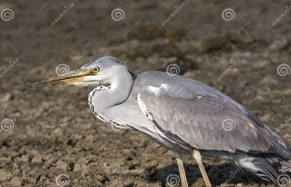 Great Grey Heron / Ardea Cinerea Stock Image - Image of flight, grace ...
