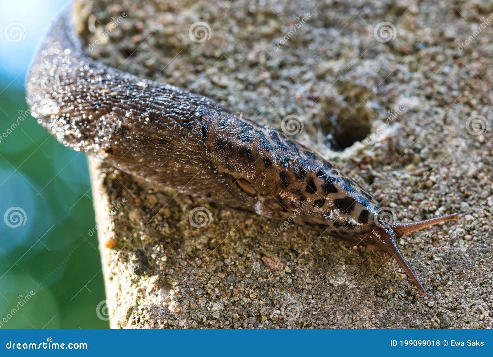 Great Grey Leopard Slug Macro with Selective Stock Photo - Image of ...