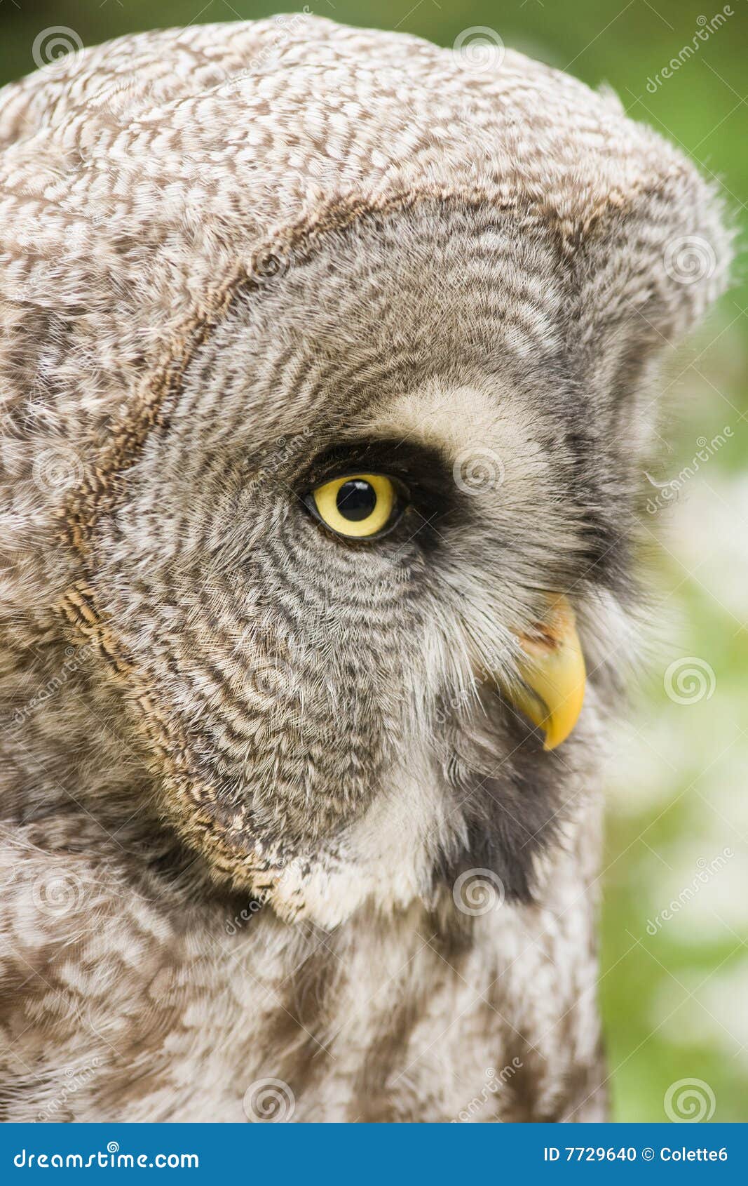 Great grey owl stock photo. Image of hawk, owls, feather - 7729640