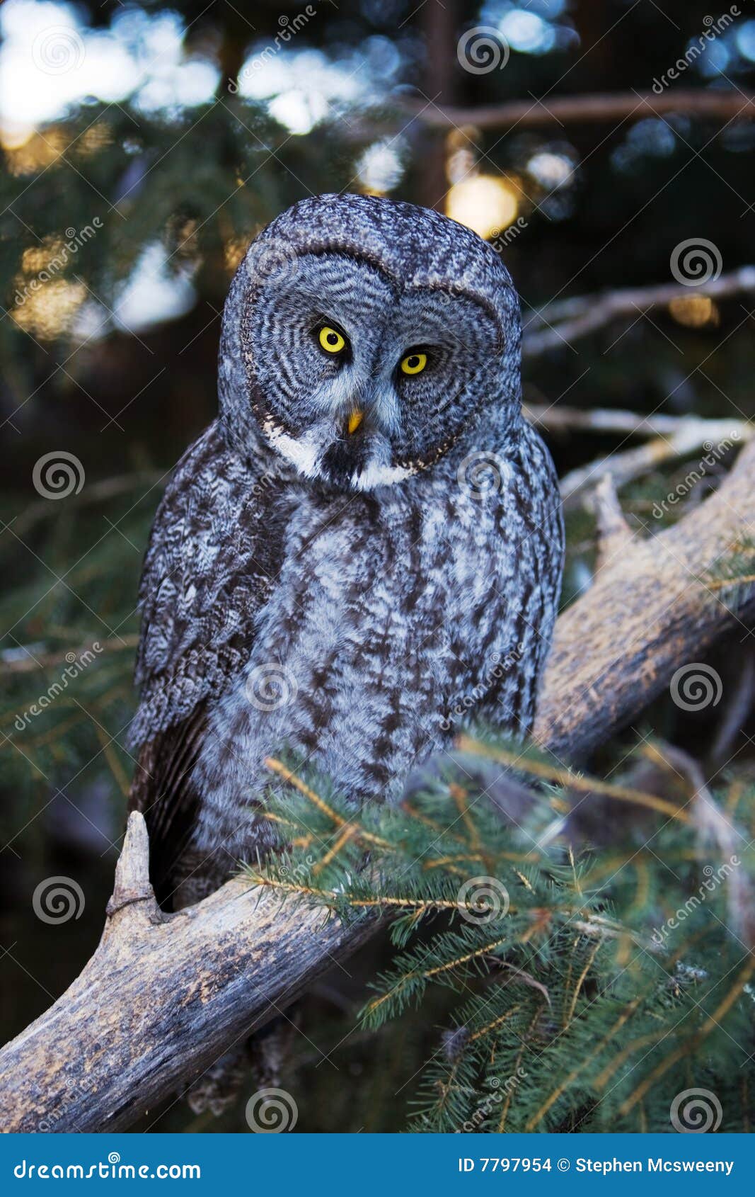 Great Grey Owl Stock Image | CartoonDealer.com #82681249