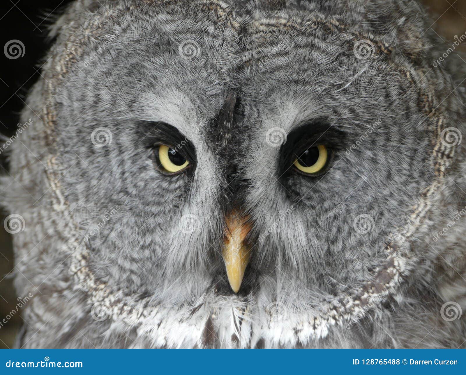 Great Grey Owl, Also Known As Great Gray Owl - Strix Nebulosa Stock ...