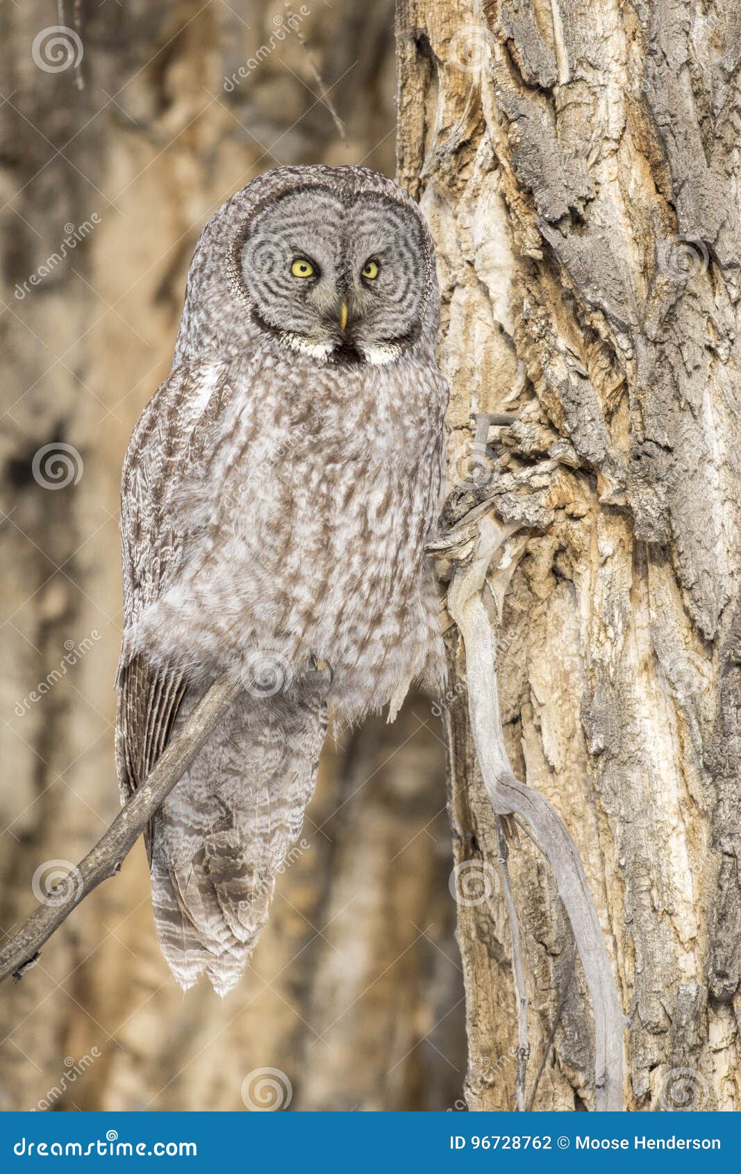 Great Grey Owl on Branch of Cottonwood Tree in Winter Stock Photo ...