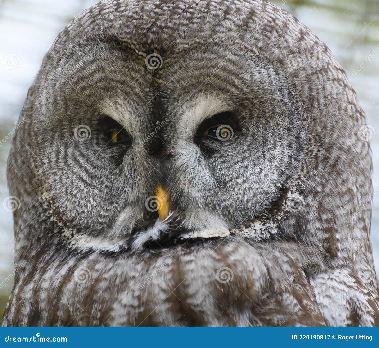 Great Grey Owl stock photo. Image of nature, beak, great - 220190812