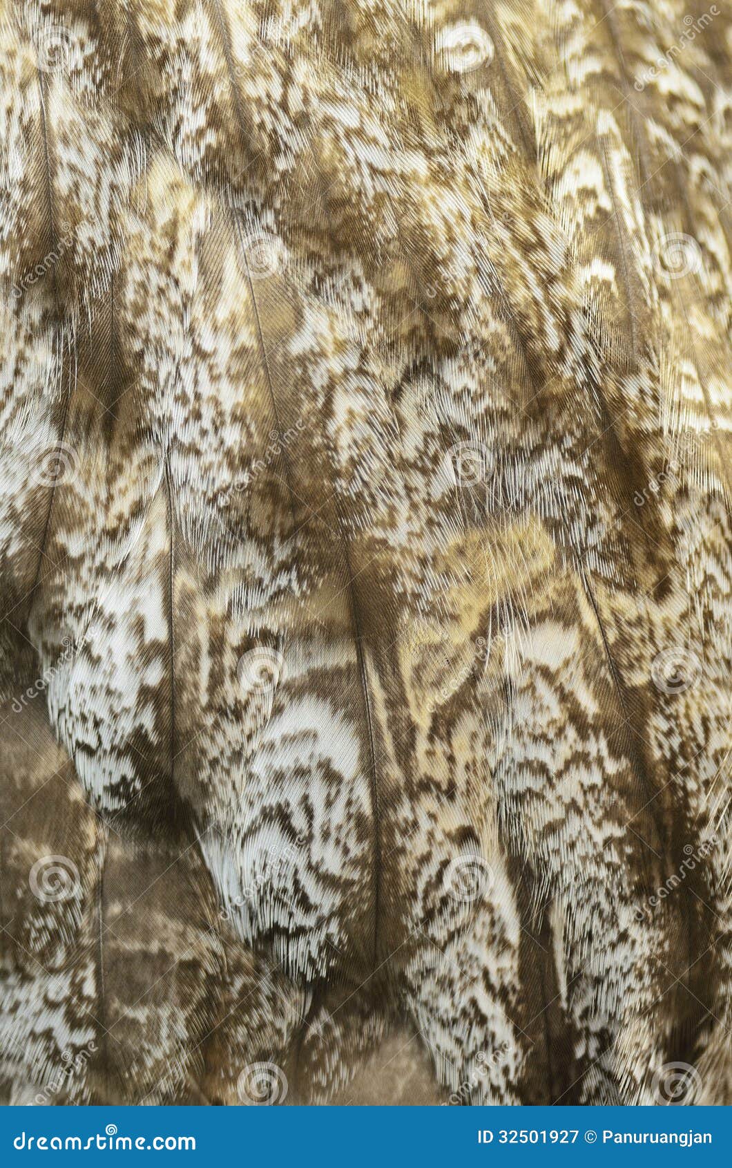 Great Grey Owl feathers stock image. Image of eyes, look - 32501927