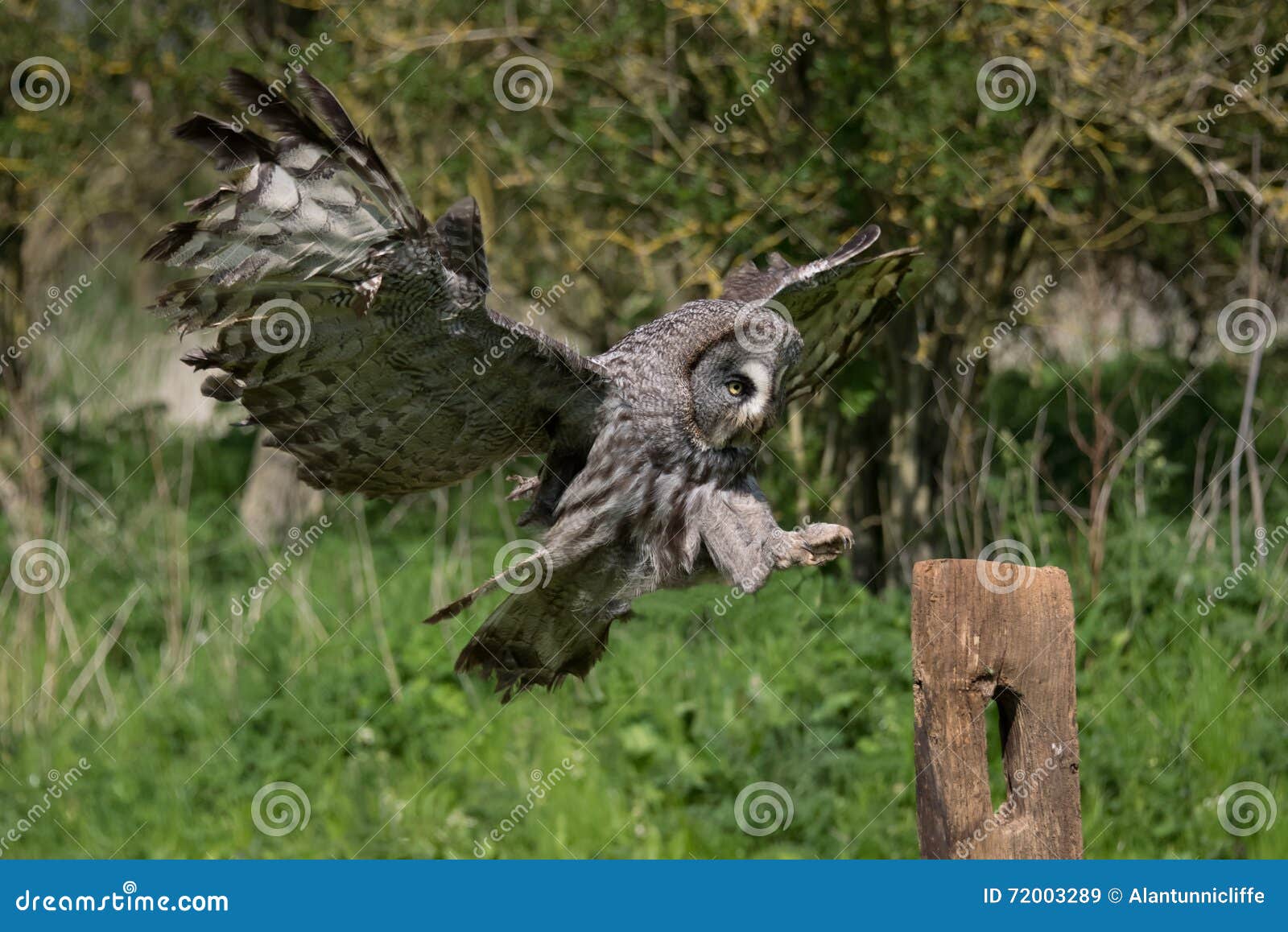Great grey owl flying stock image. Image of eyes, landing - 72003289