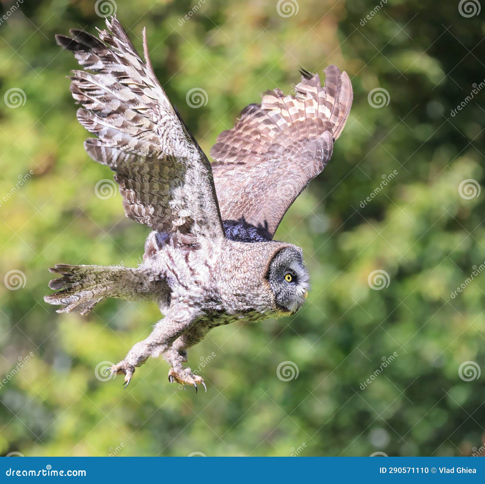 Great Grey Owl Flying in the Forest, Quebec Stock Photo - Image of ...