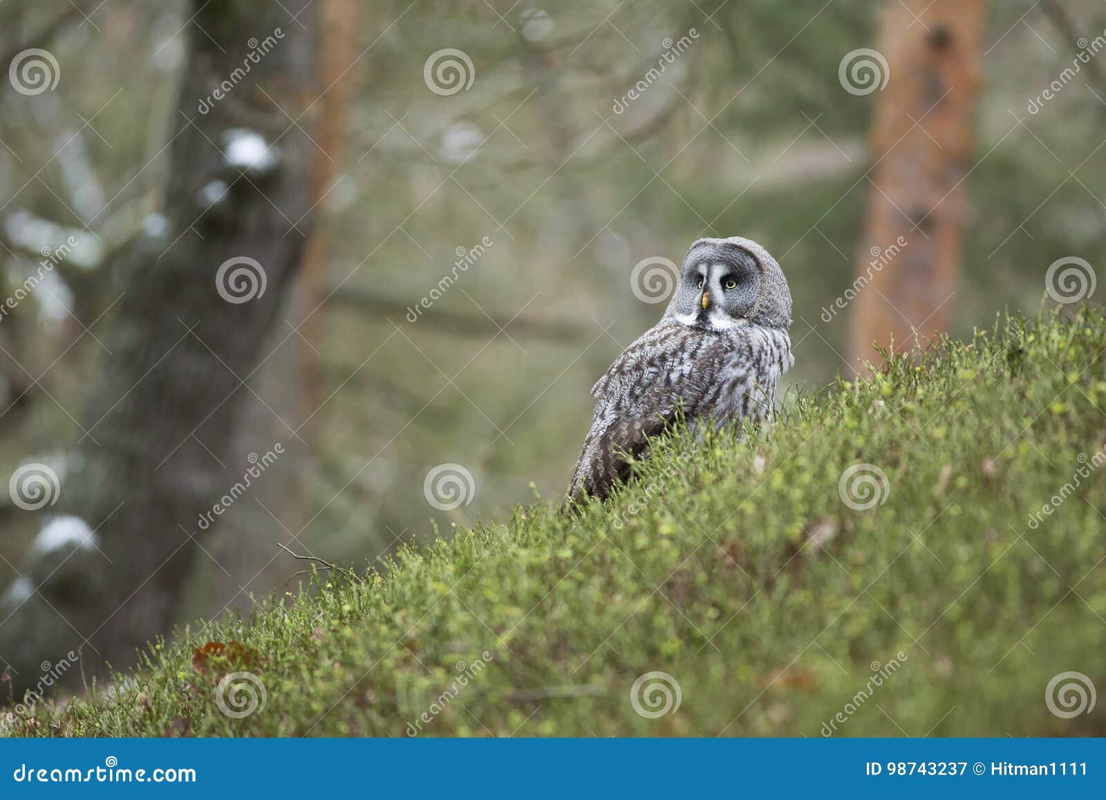 Great Grey Owl stock image. Image of gray, nature, grey - 98743237