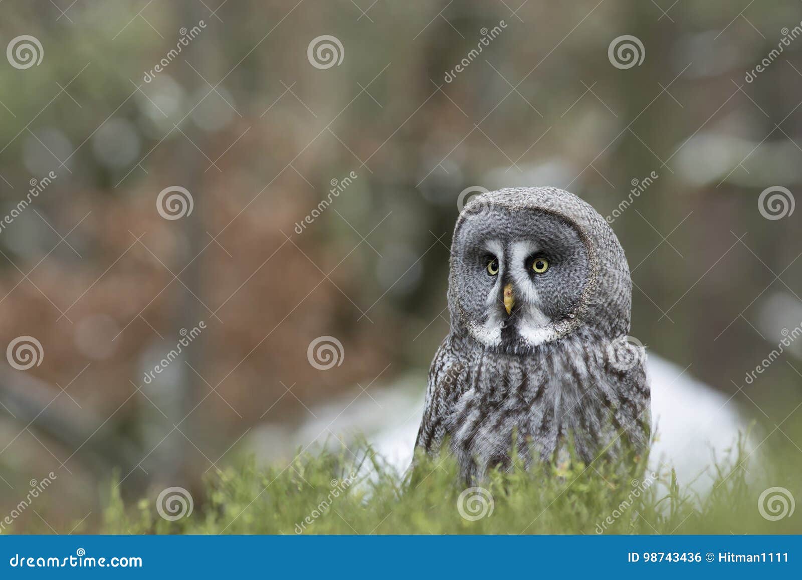 Great Grey Owl stock photo. Image of great, nature, strix - 98743436
