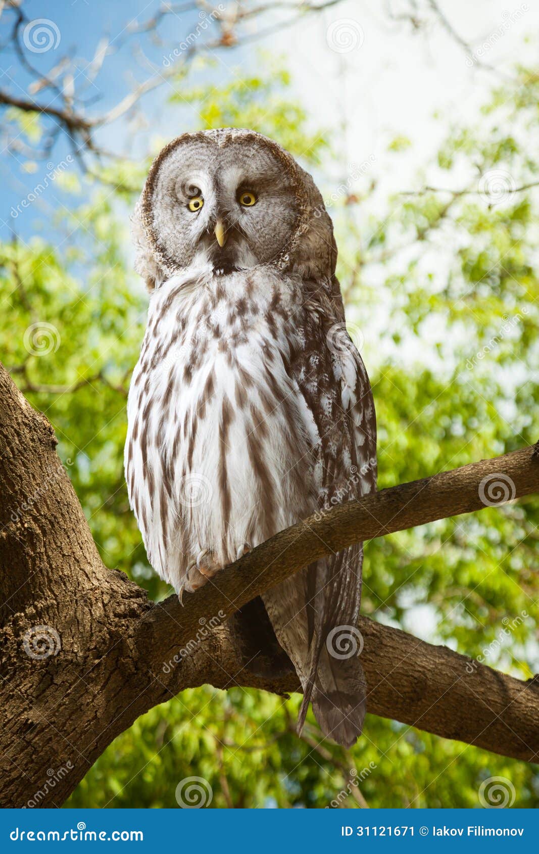 Great Grey Owl at forest stock image. Image of length - 31121671