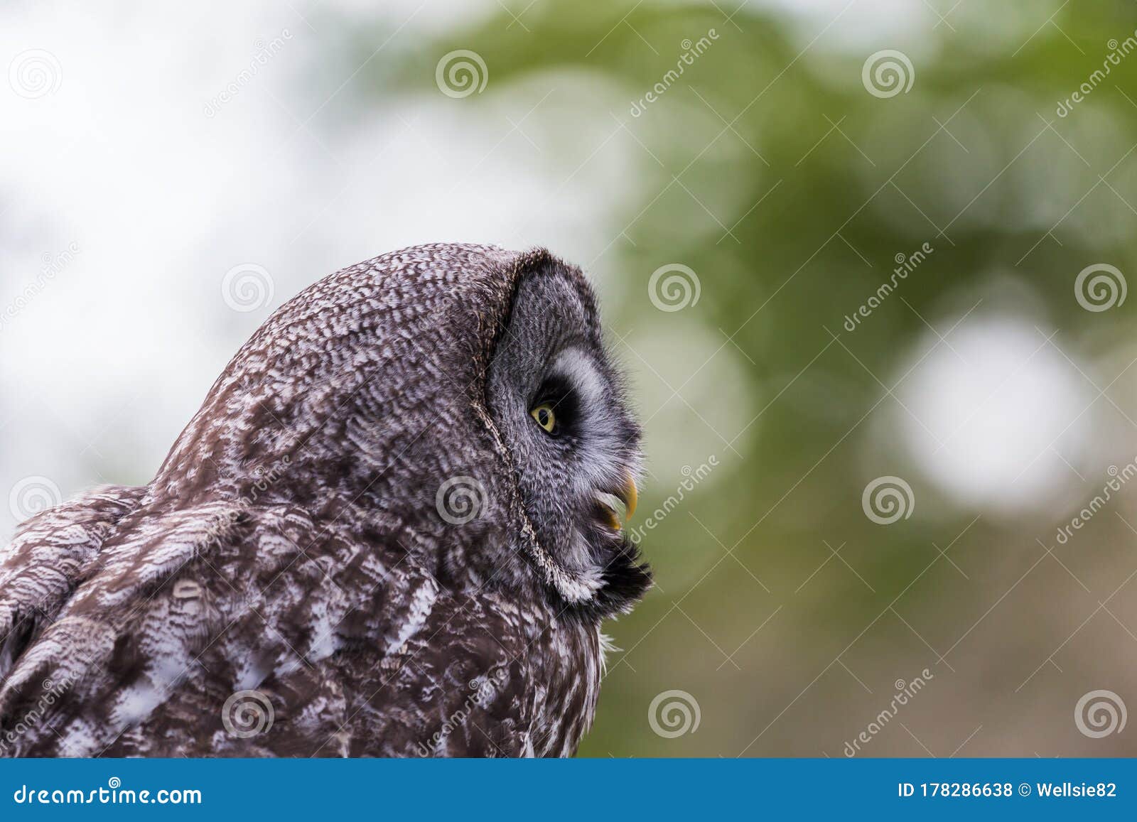 Side Portrait of a Great Grey Owl Stock Photo - Image of space, copy ...