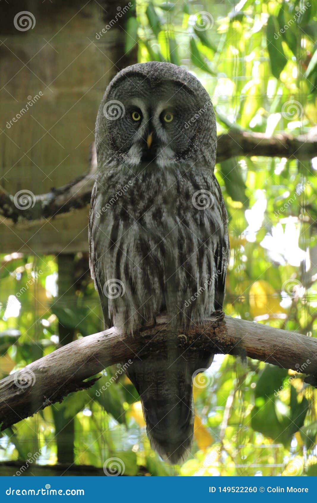 Great Grey Owl stock photo. Image of wildlife, beautiful - 149522260