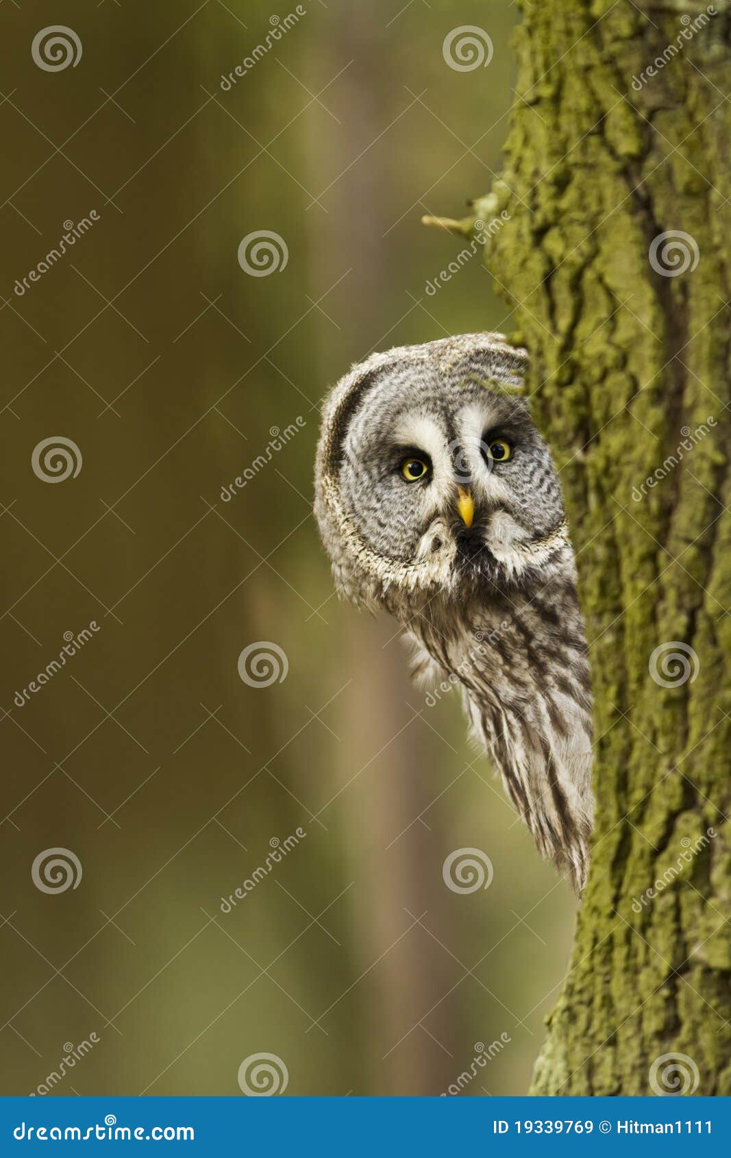 The Great Grey Owl or Lapland Owl, Strix Nebulosa Stock Image - Image ...
