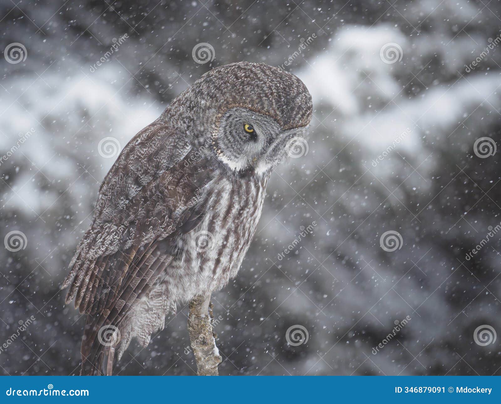 Great Grey Owl Looking Down Stock Image - Image of cold, nature: 346879091