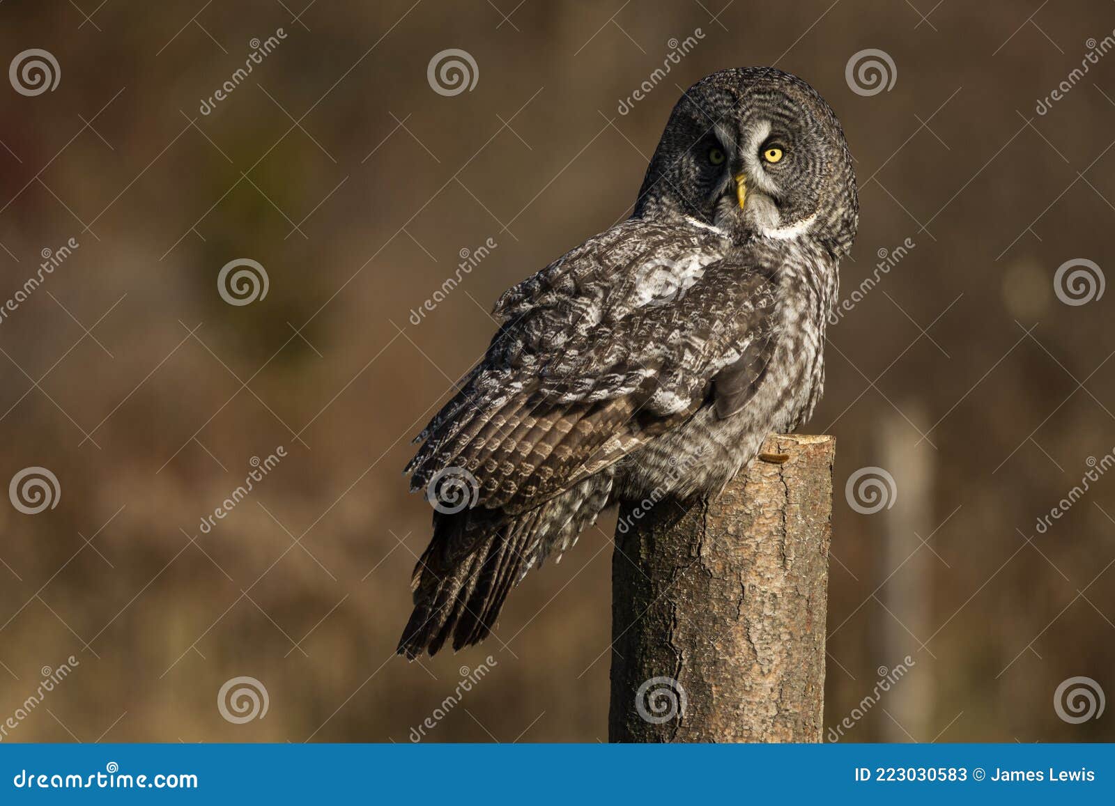 Great Grey Owl on a perch stock image. Image of perching - 223030583