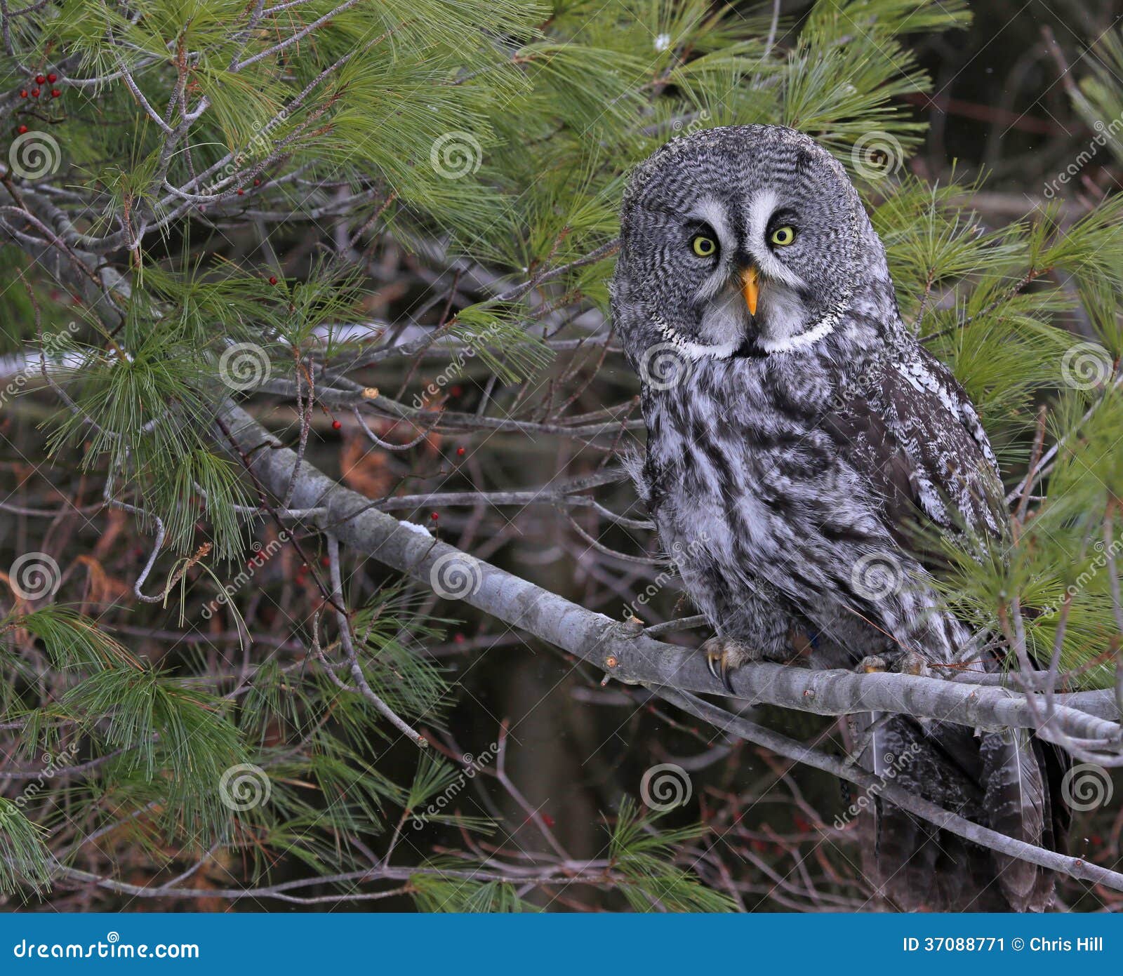 Great Grey Owl in Pine Tree Stock Image - Image of prey, phantom: 37088771