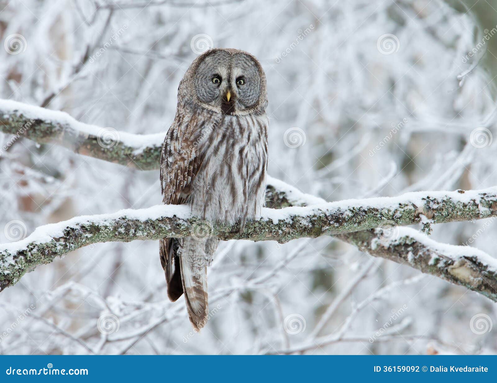 Great Grey Owl Strix Nebulosa Perched on a Tree Stock Photo - Image of ...