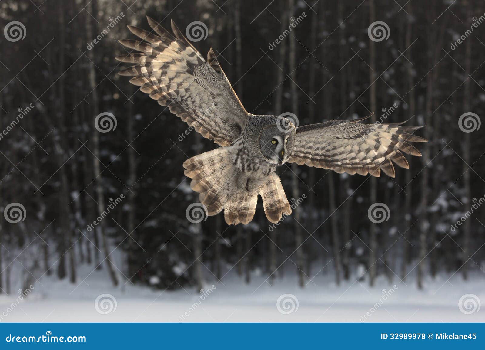 Great-grey Owl, Strix Nebulosa Stock Photo - Image of ghost, greatgrey ...