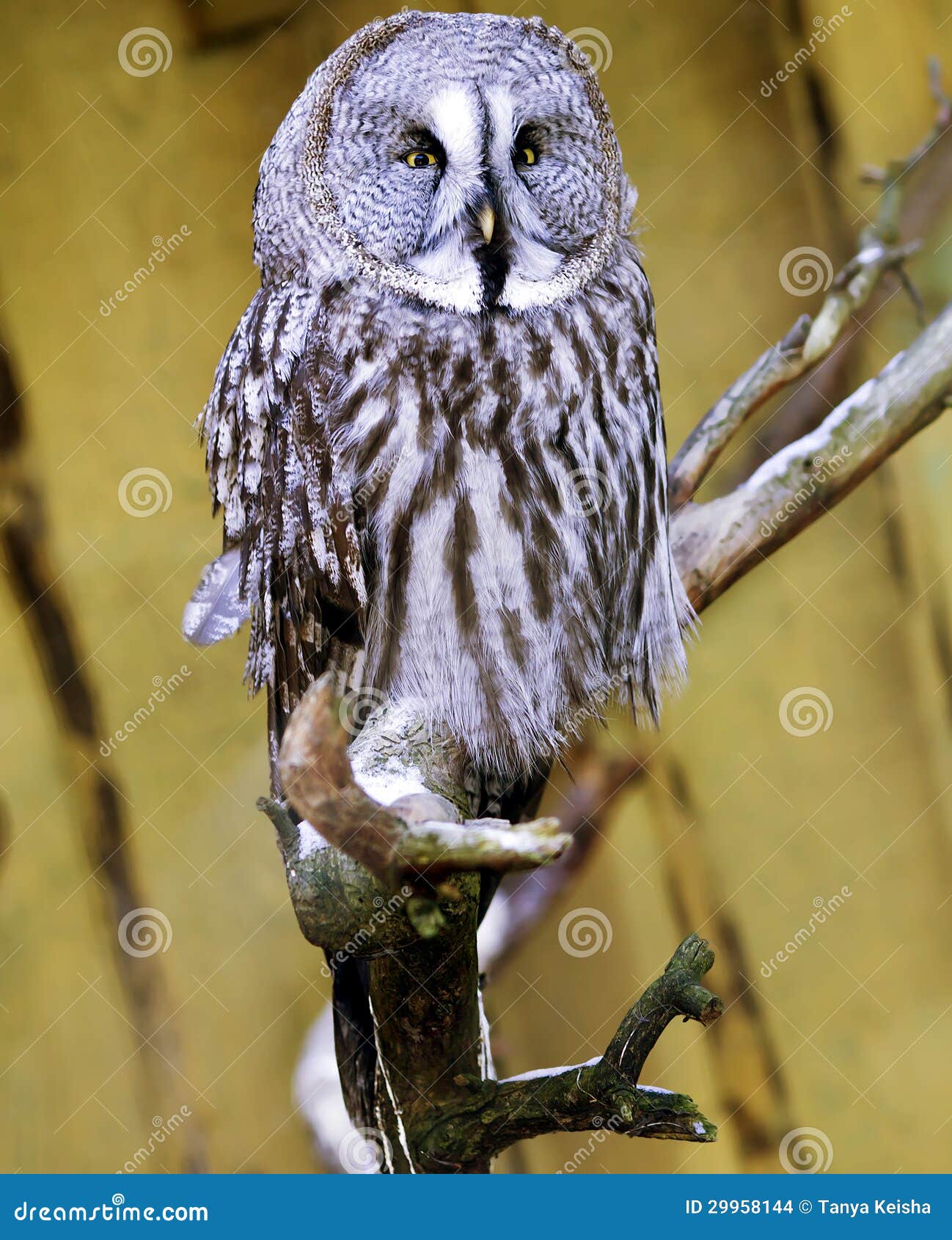 The Great Grey Owl Strix Nebulosa Stock Photo - Image of animal, hunter ...