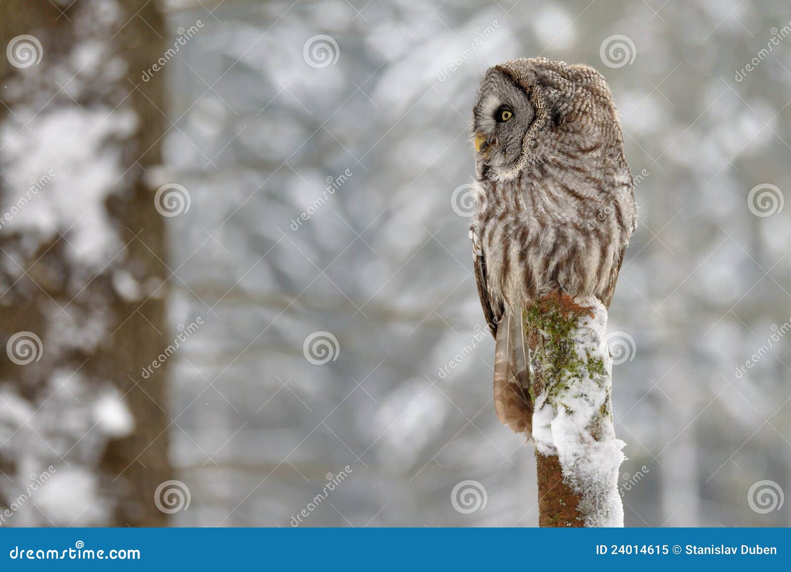Great Grey Owl on Tree Trunk Stock Image - Image of hunting, lapland ...