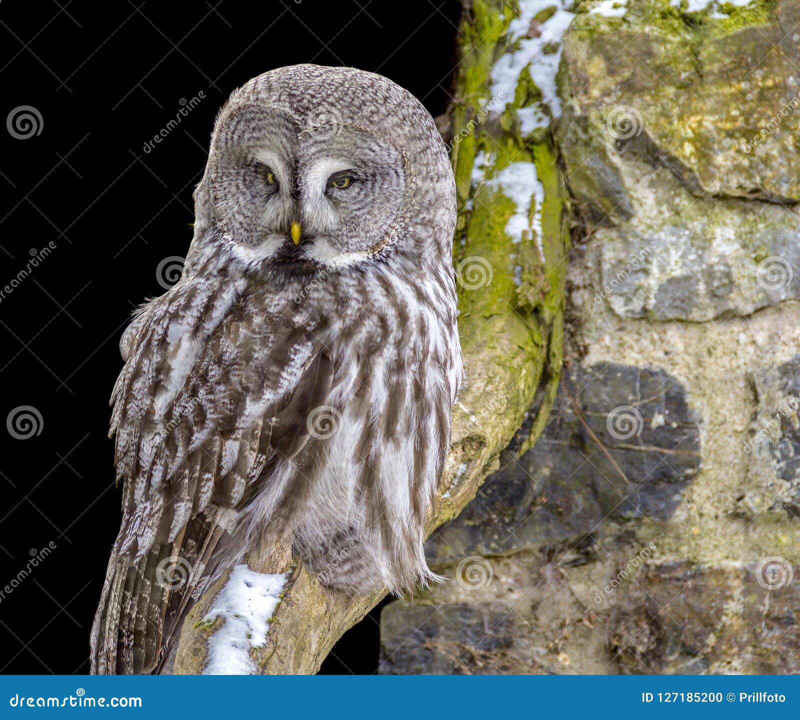 Great grey owl stock photo. Image of spruce, kingdom - 127185200