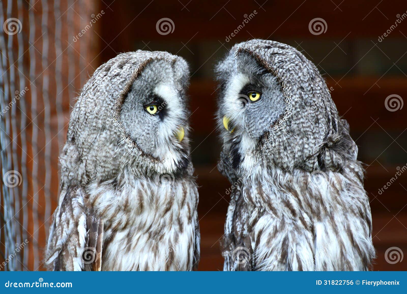 Great Grey Owls, Selective Focus Stock Photo - Image of night, outdoors ...