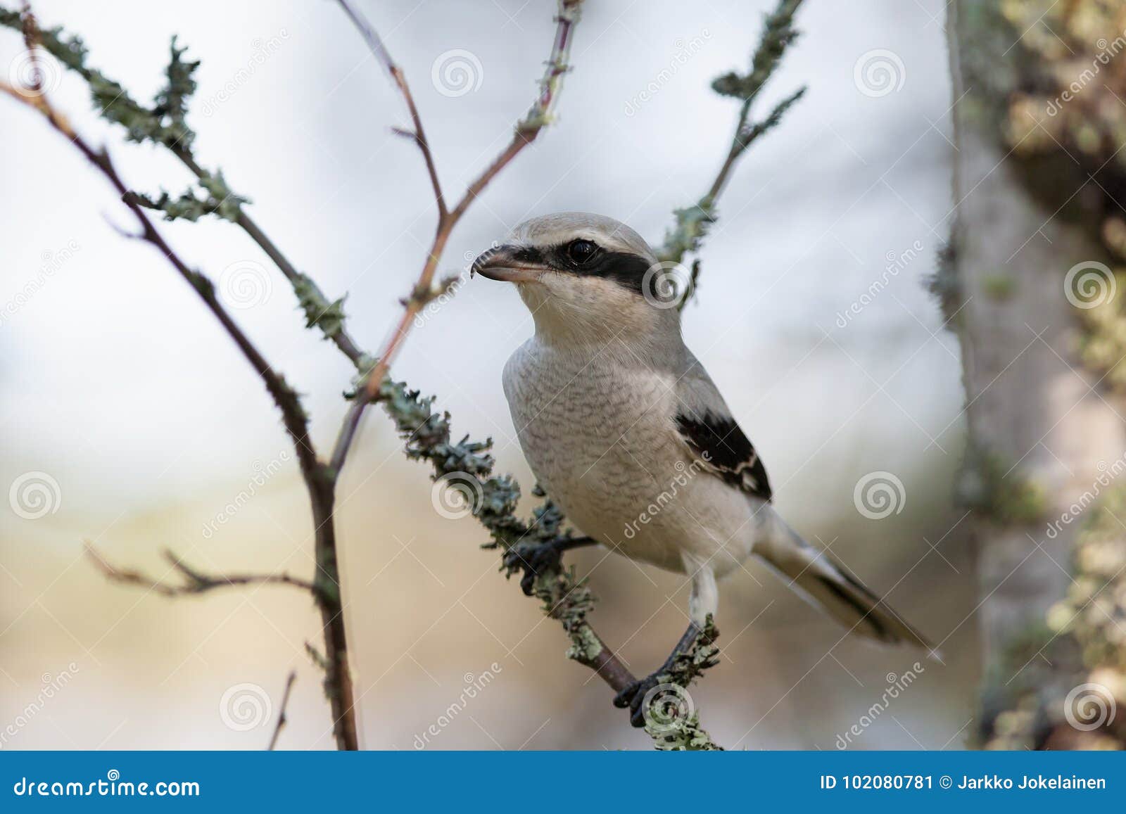 Great grey shrike stock image. Image of perch, migratory - 102080781