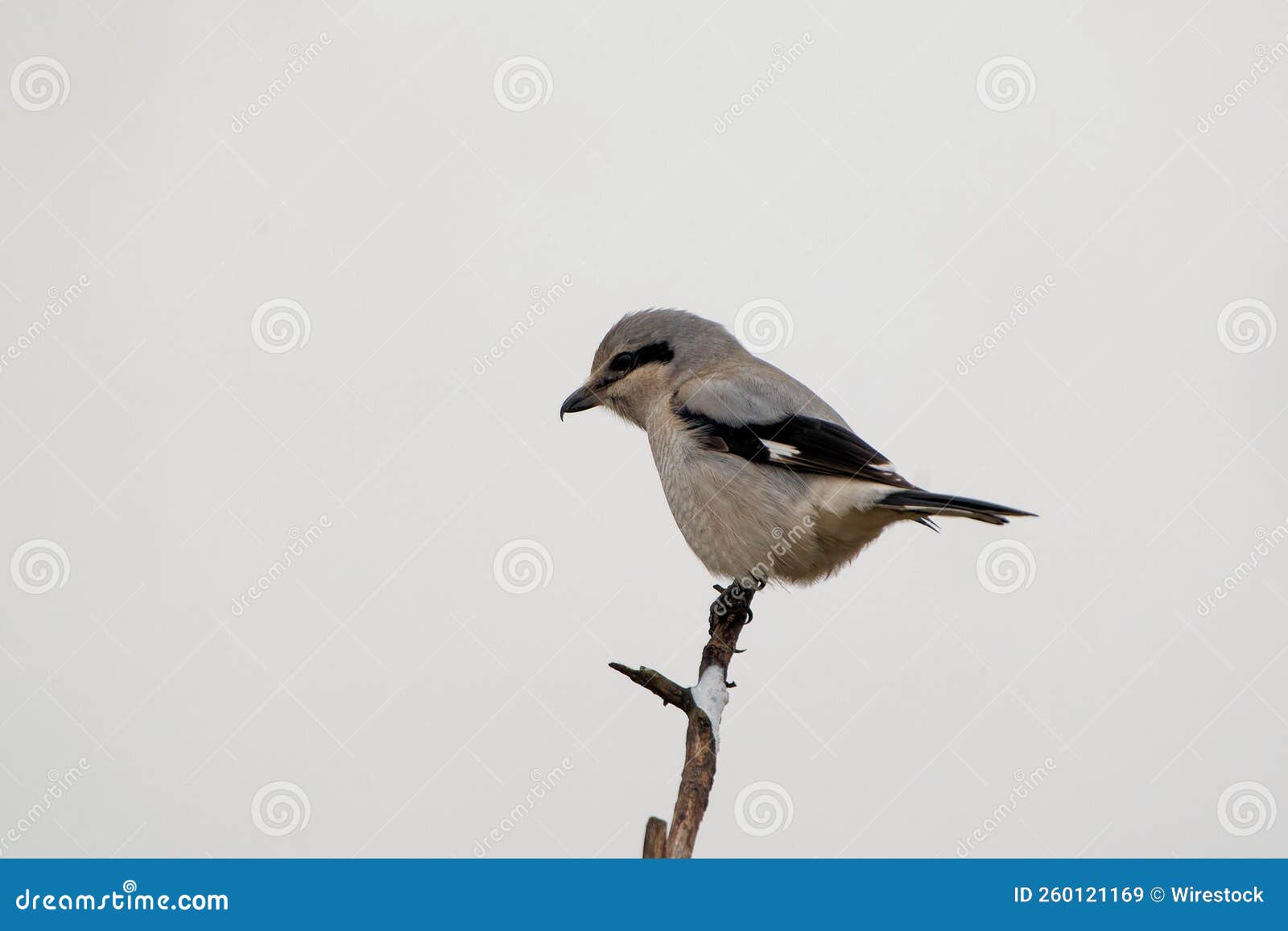 Great Grey Shrike on a Tree Edge Stock Image - Image of shrike, animal ...