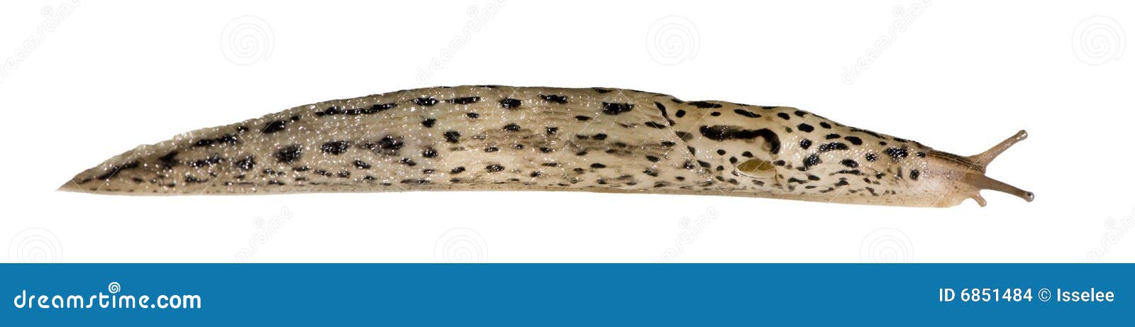 Limax Maximus - Leopard Slug Crawling On The Ground Among The Leaves ...