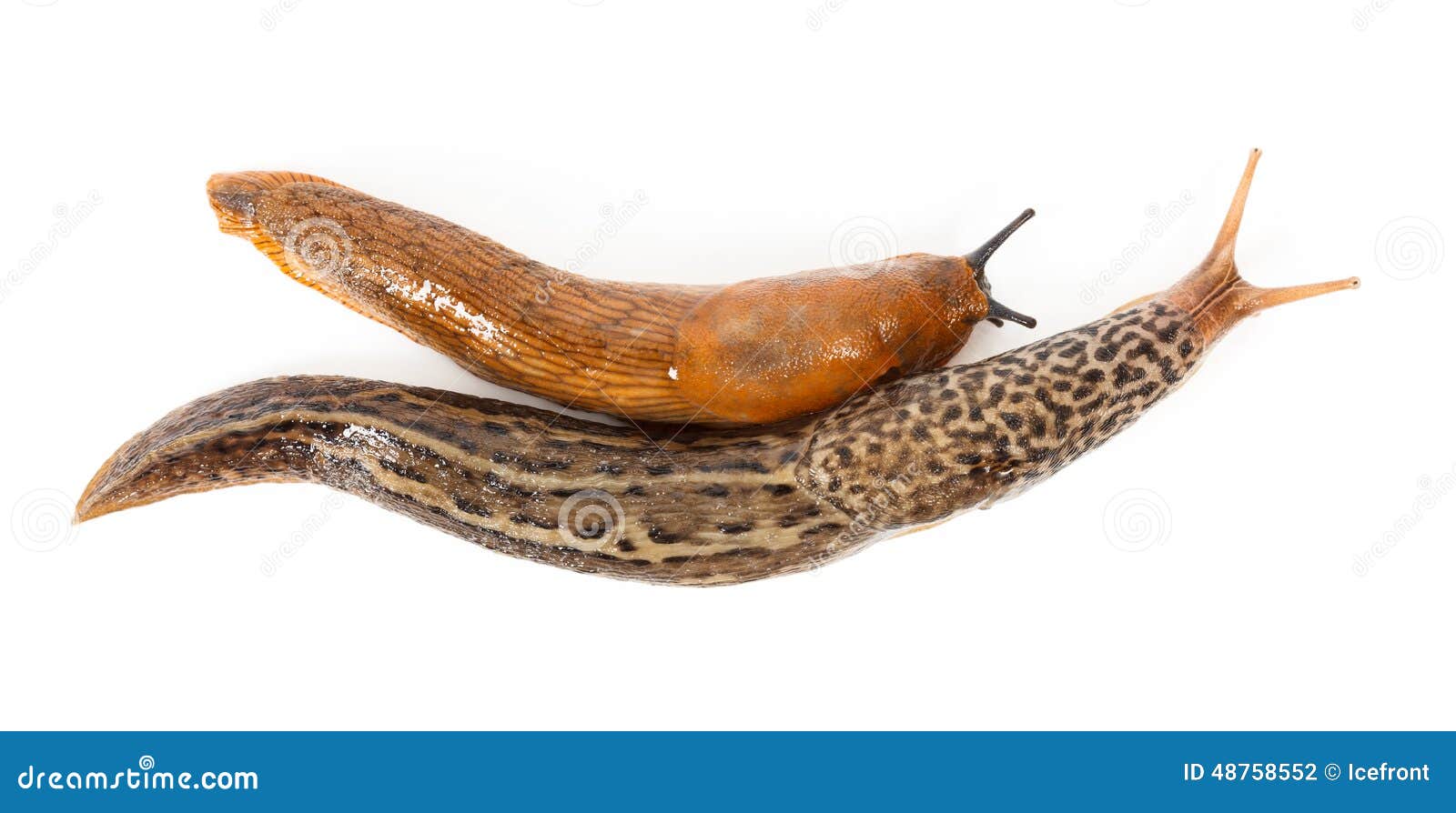 Great Grey Slug and Spanish Slug Stock Photo - Image of pest, animal ...