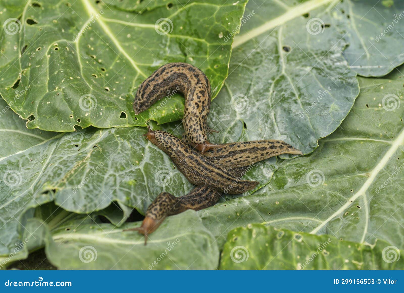 Slug stock image. Image of damage, yield, limax, reduction - 299156503
