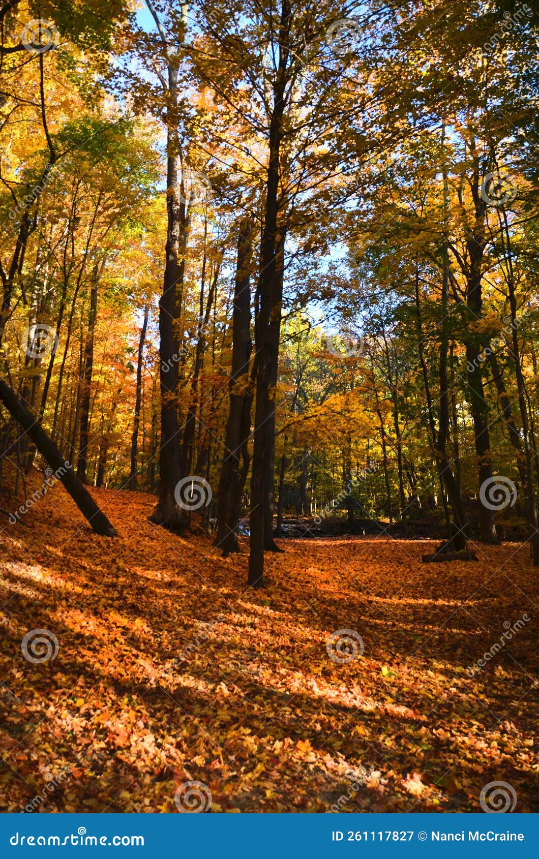 Great Gully Autumn Trail Towards First Lower Falls FingerLakes Stock ...