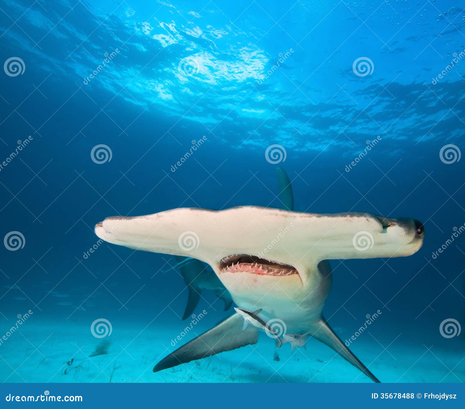 Great hammerhead stock photo. Image of background, deep - 35678488