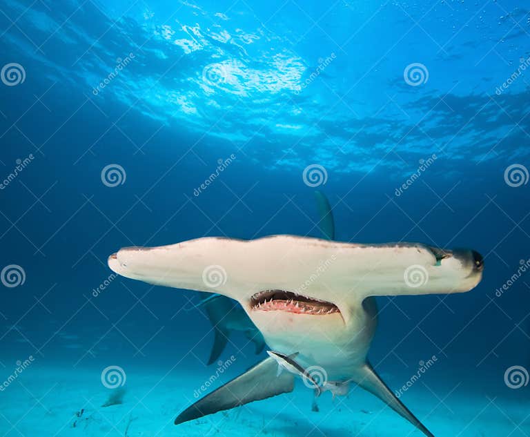 Great hammerhead stock photo. Image of background, deep - 35678488