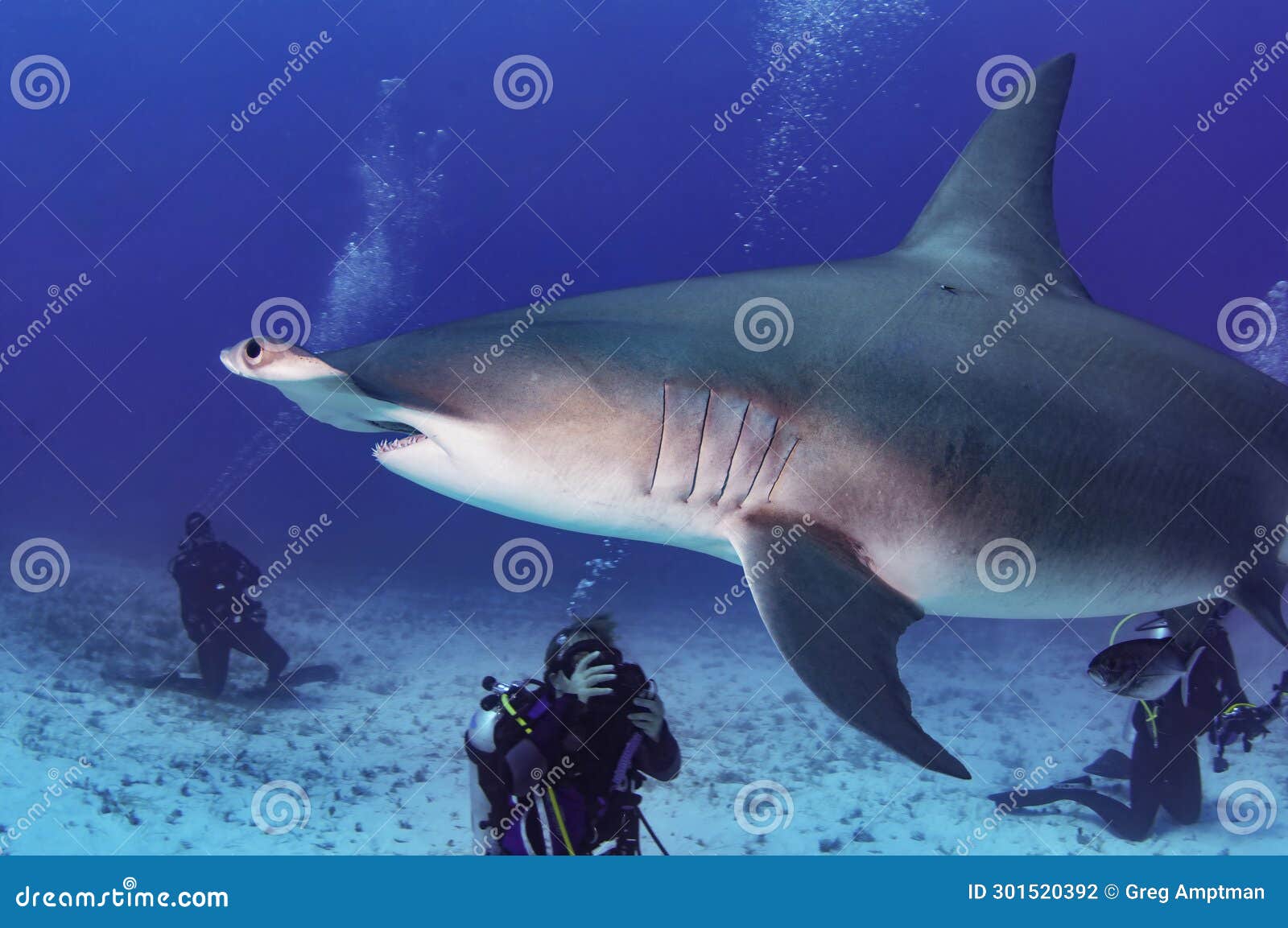 Great Hammerhead Shark stock photo. Image of underworld - 301520392