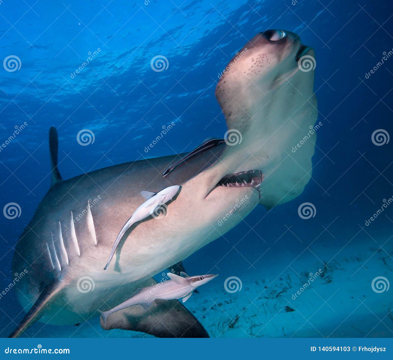 Great Hammerhead shark. stock image. Image of nature - 140594103
