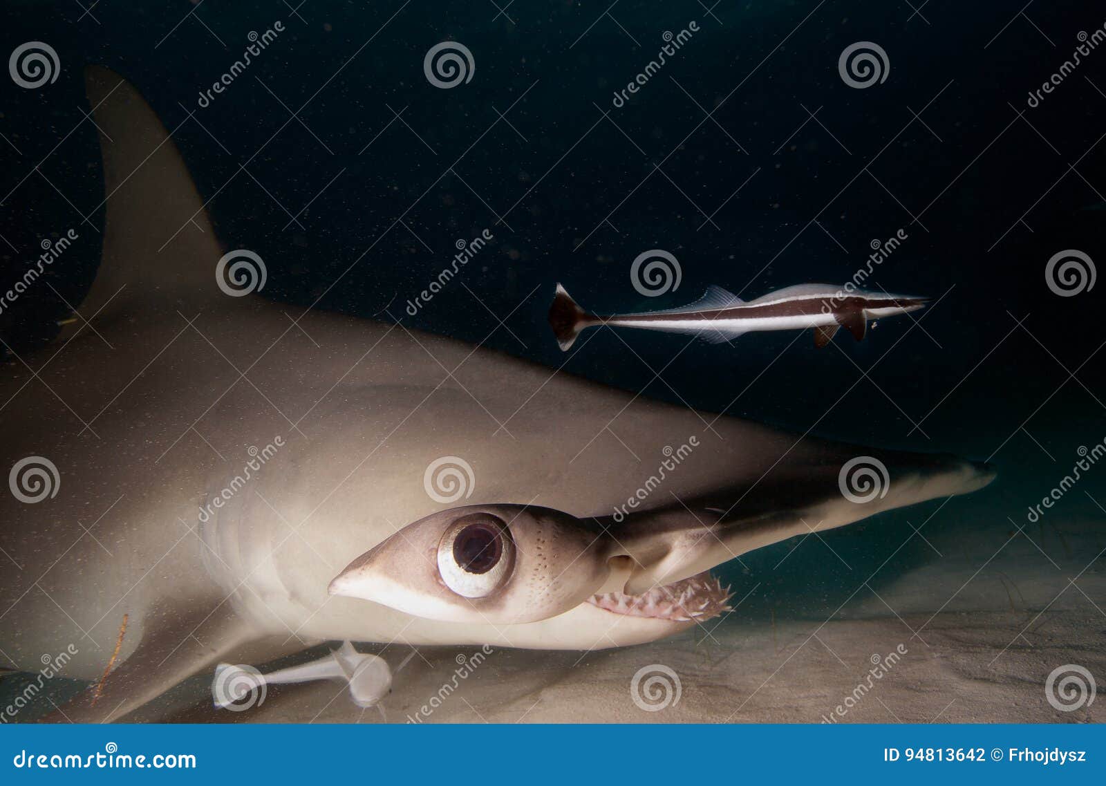 Hammerhead Shark In The Aquarium. The Great Hammerhead Sphyrna Mokarran ...