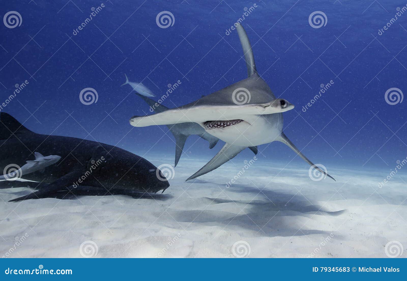 Hammerhead Shark Eating A Stingray