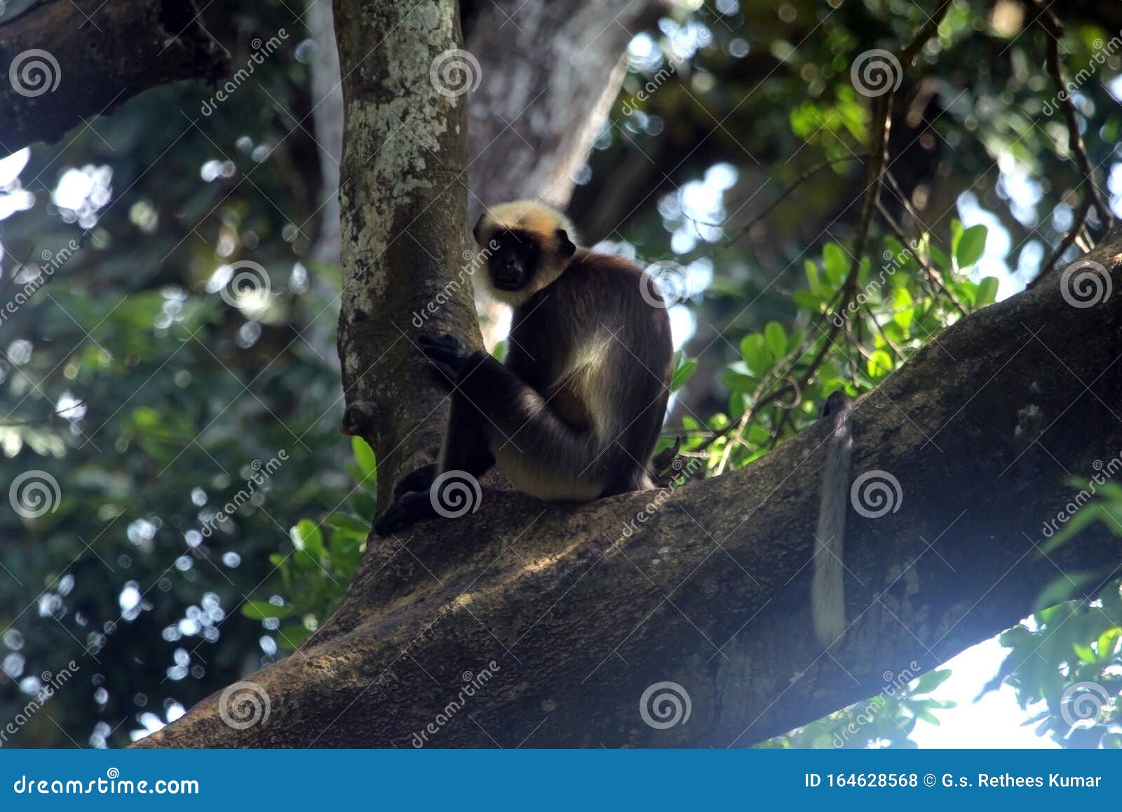 Great Himalayan Langurs stock photo. Image of tree, nature - 164628568