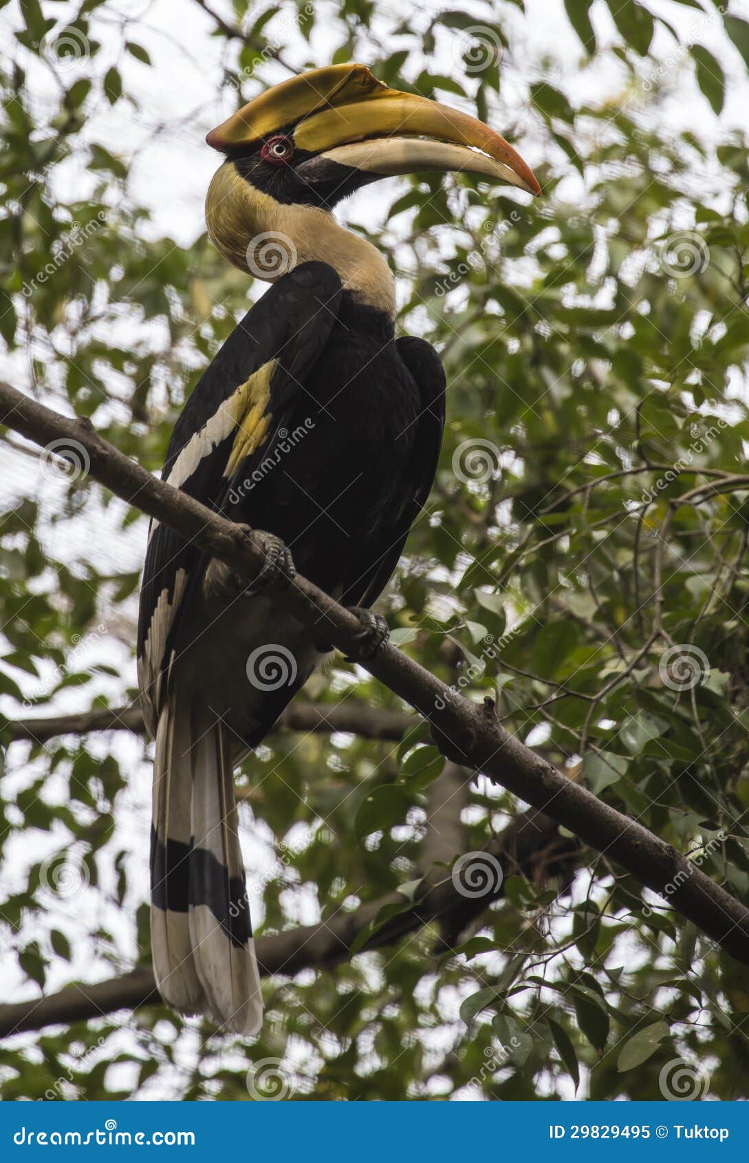Great Horn bill bird stock image. Image of rain, beautiful - 29829495
