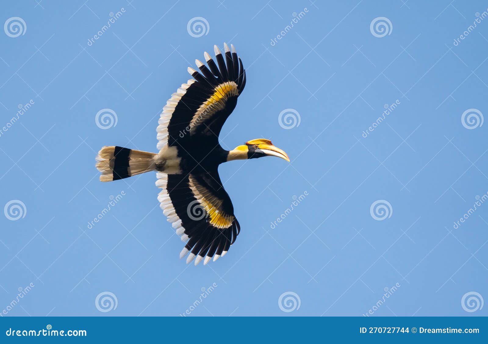 Great Hornbill in Flight stock photo. Image of mandible - 270727744
