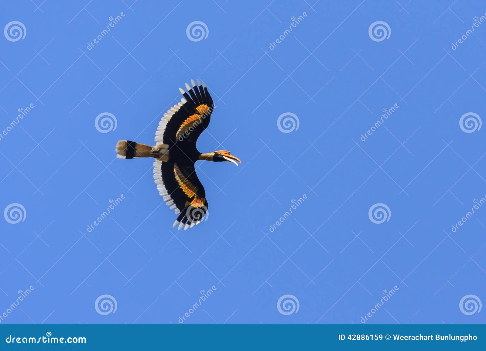 A Great Hornbill Flying in the Blue Sky Stock Image - Image of species ...
