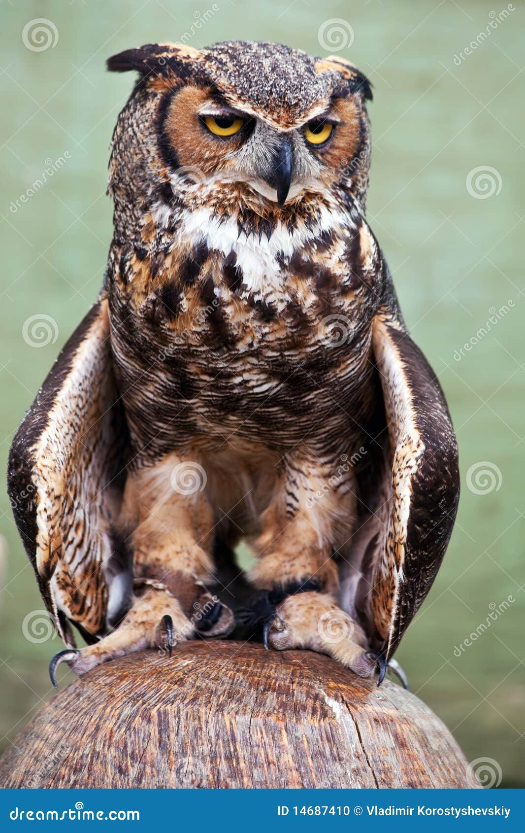 Great horned owl stock photo. Image of brown, plumage - 14687410