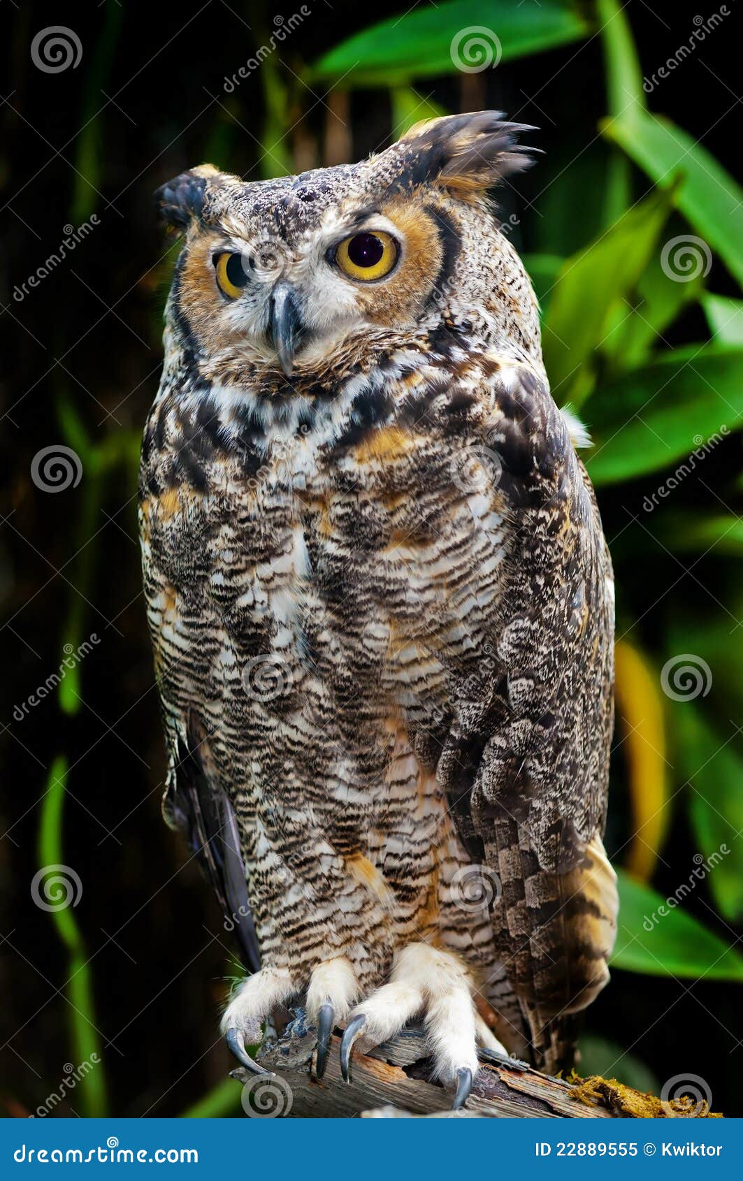 Great Horned Owl stock image. Image of side, creature - 22889555