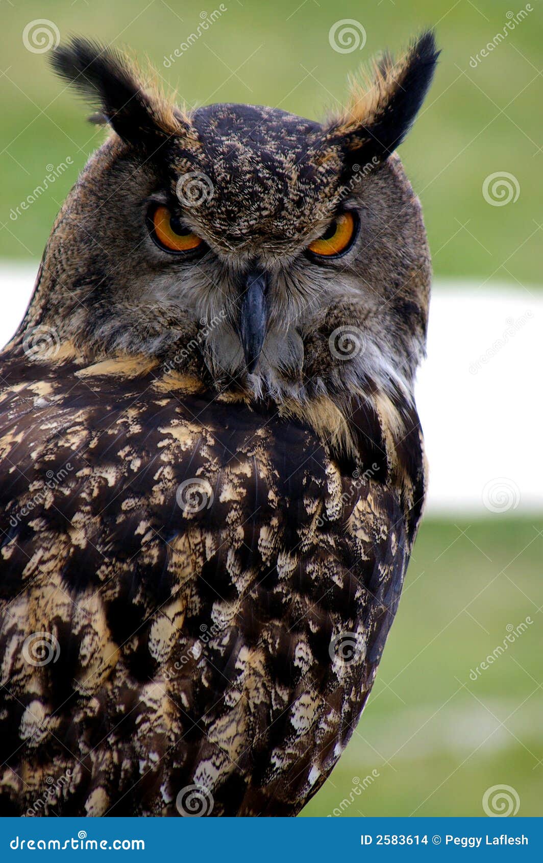 Great Horned Owl stock photo. Image of nature, beak, brown - 2583614