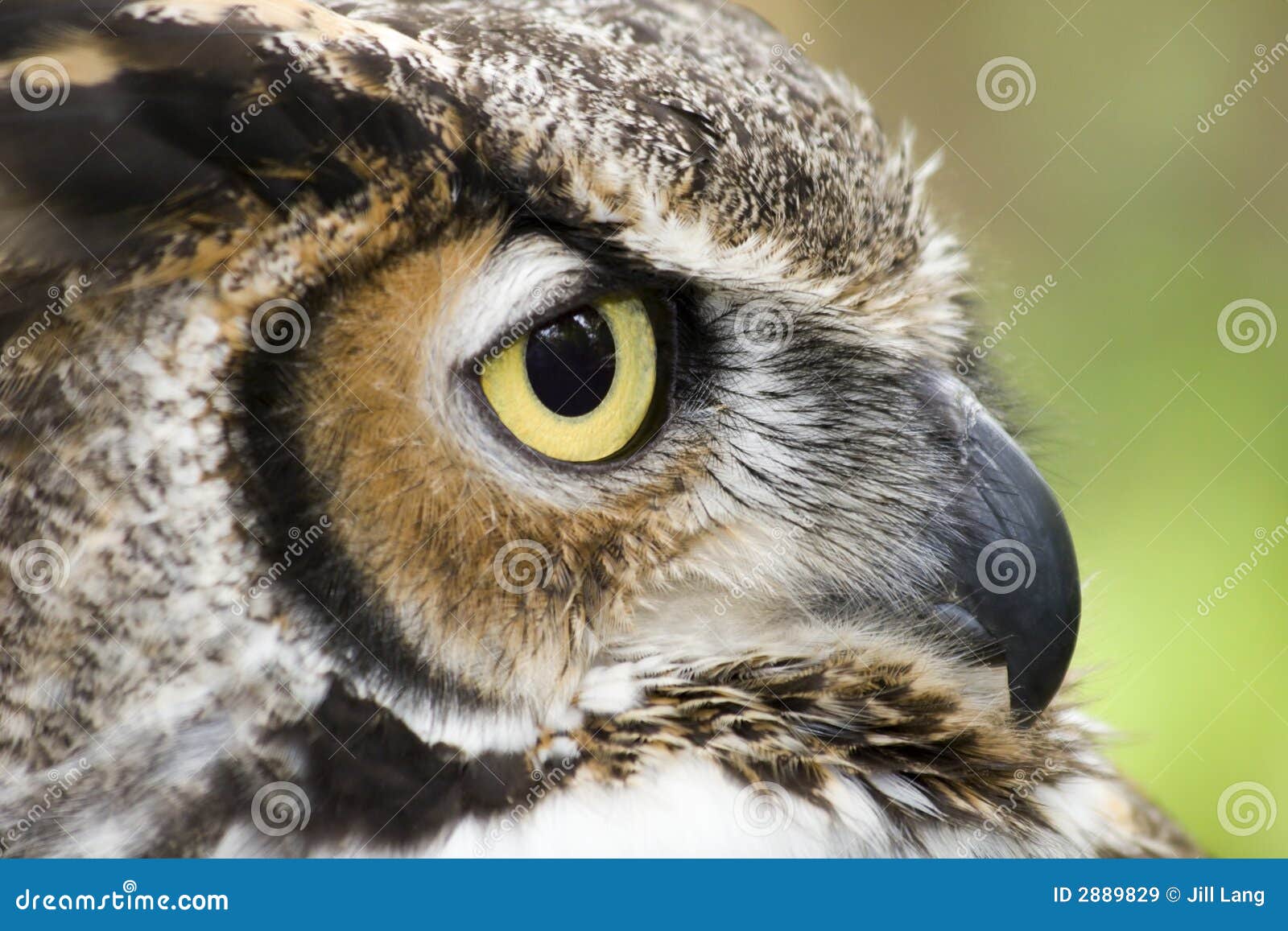 Great Horned Owl Beak
